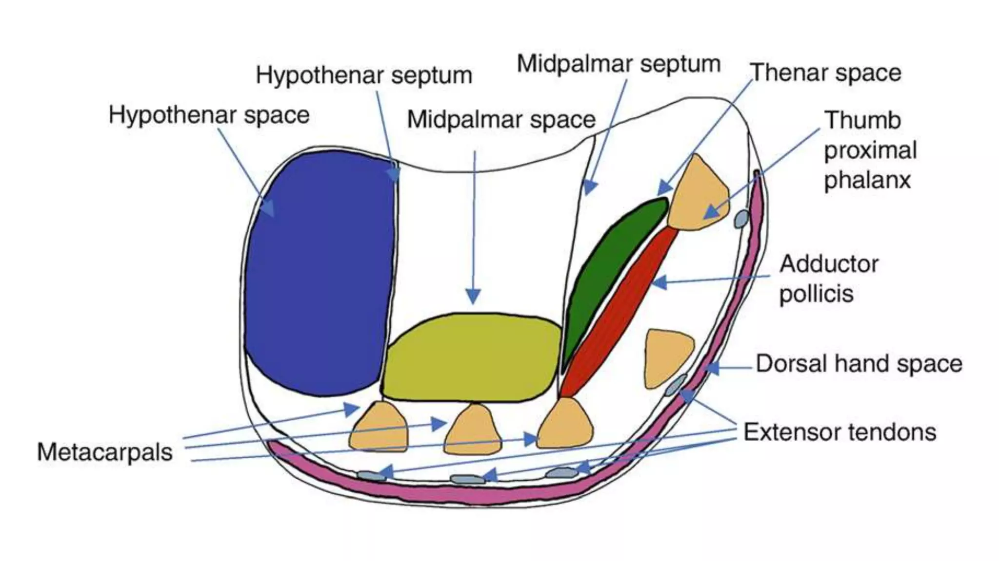 Spaces of Hand and Forearm | PPTX