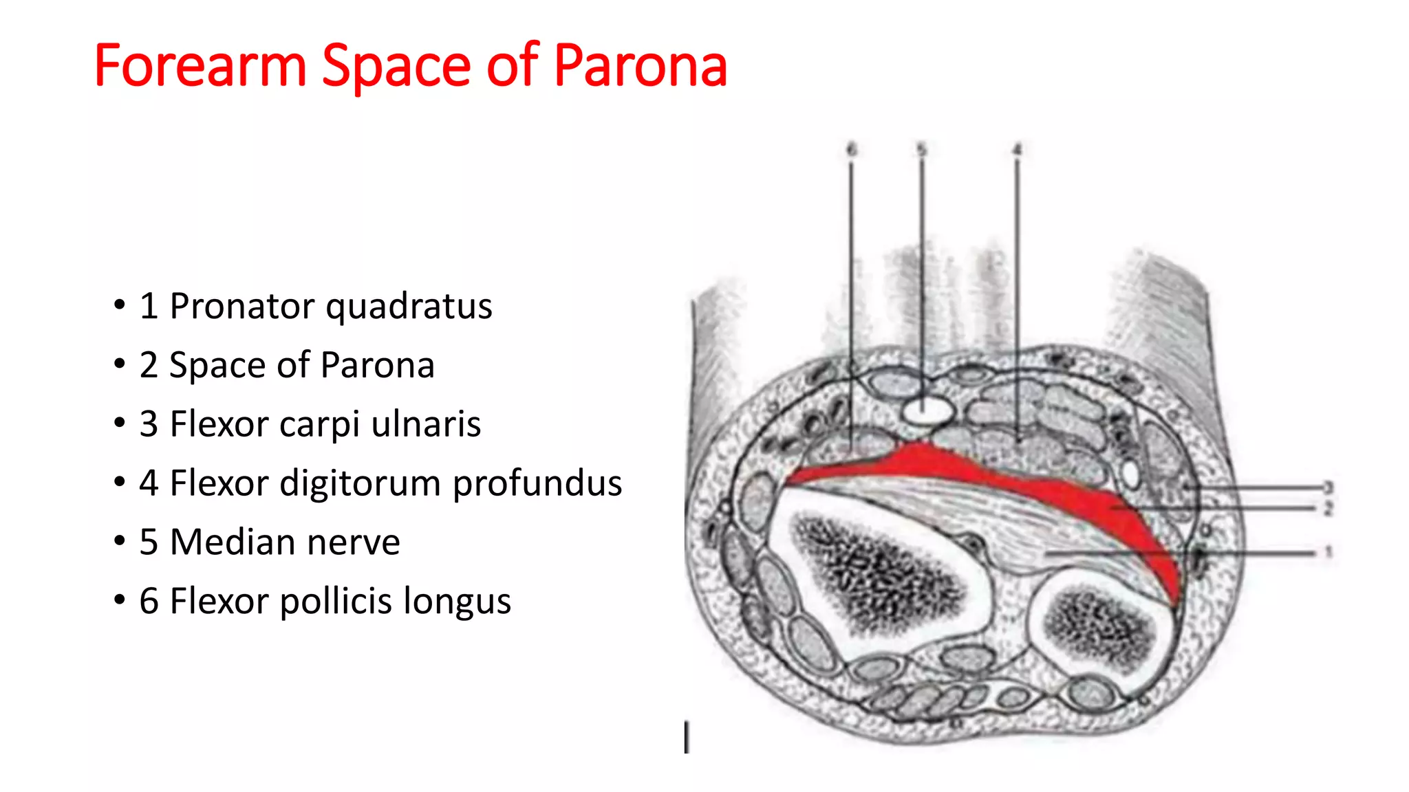 Spaces of Hand and Forearm | PPTX