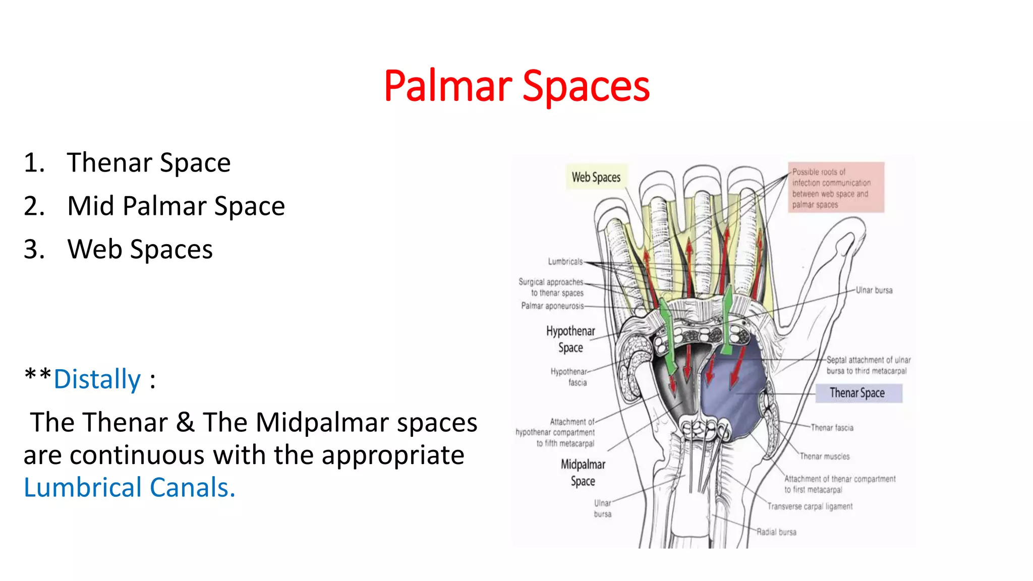 Spaces of Hand and Forearm | PPTX
