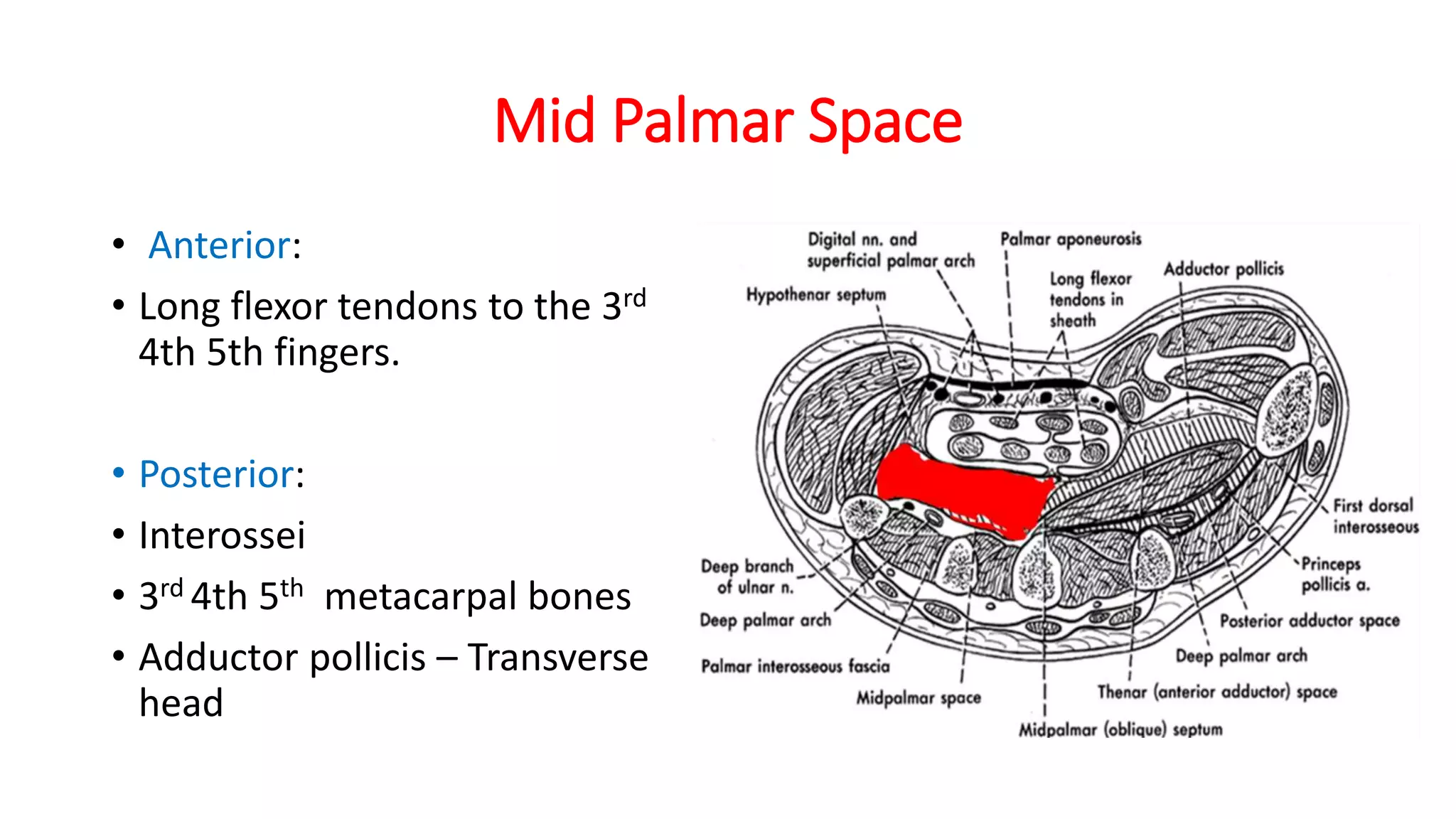 Spaces of Hand and Forearm | PPTX