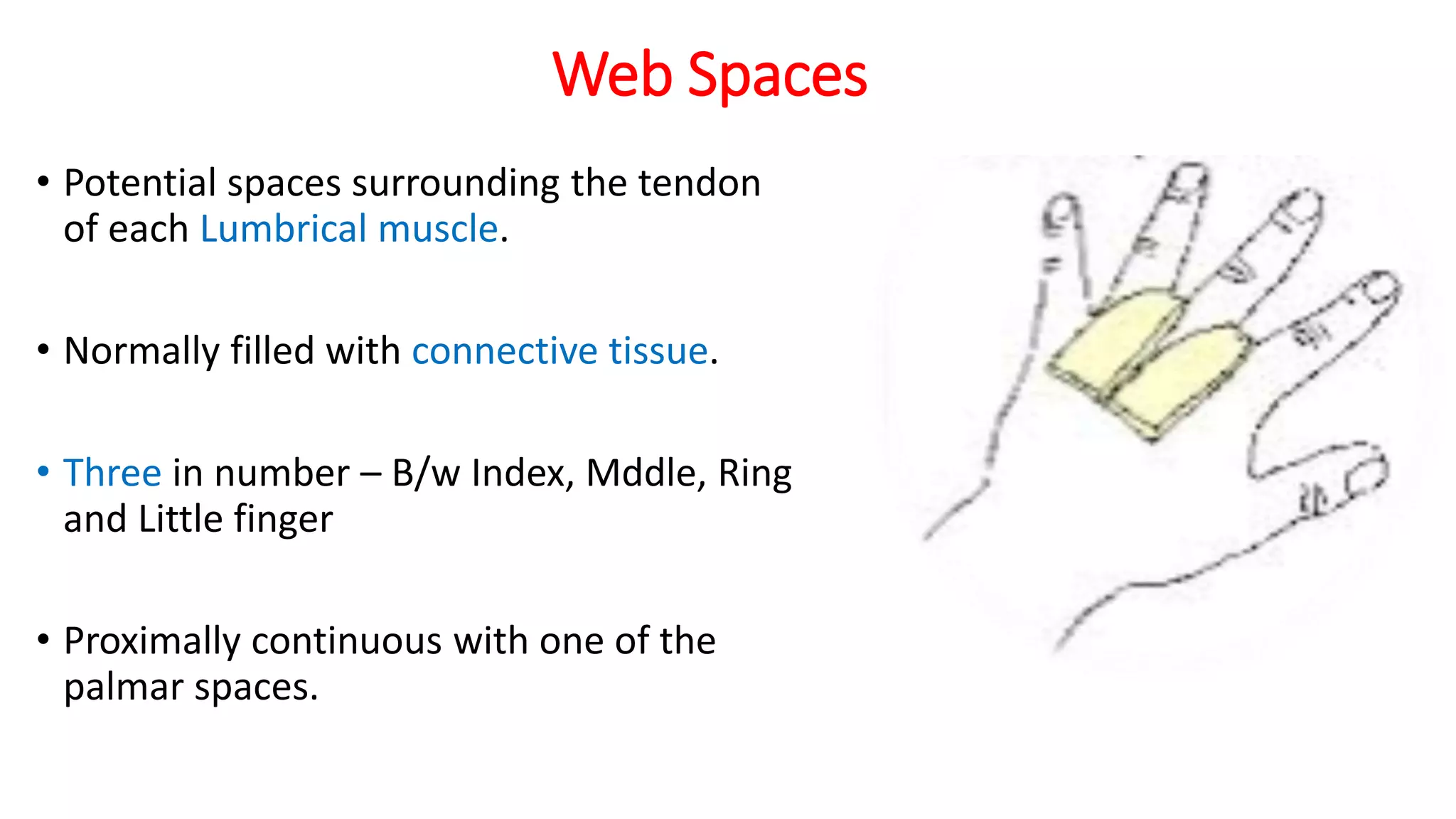Spaces of Hand and Forearm | PPTX