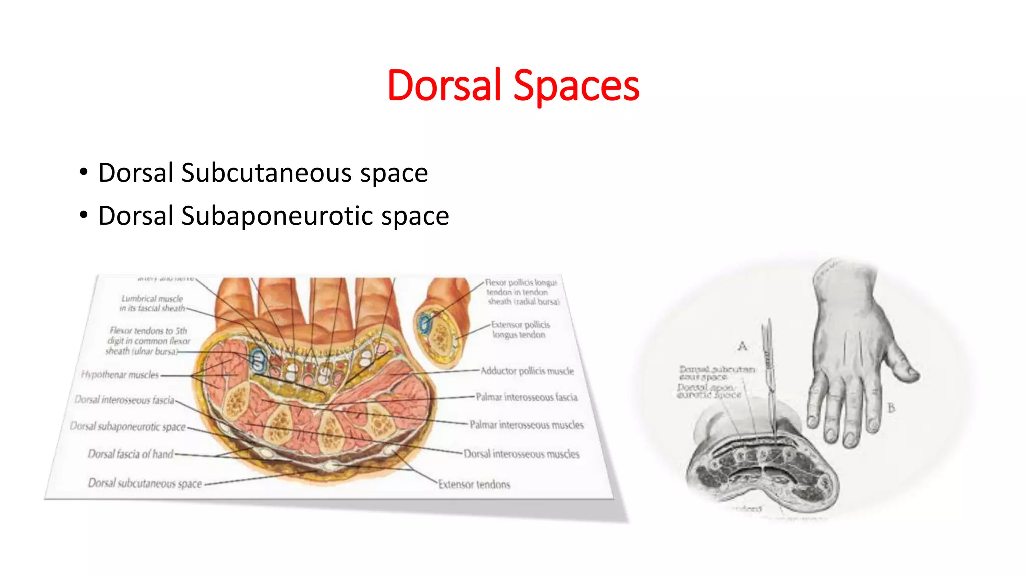 Spaces of Hand and Forearm | PPTX