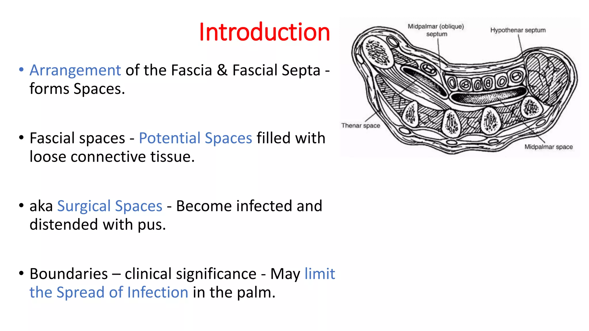 Spaces of Hand and Forearm | PPTX