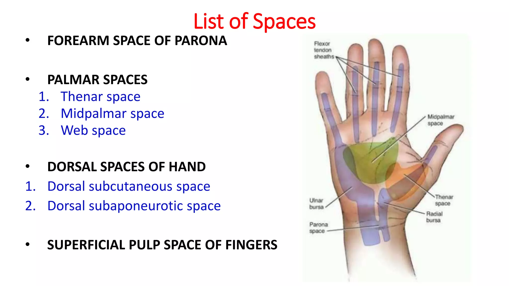 Spaces of Hand and Forearm | PPTX