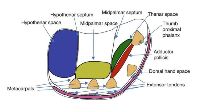 Spaces of Hand and Forearm | PPTX