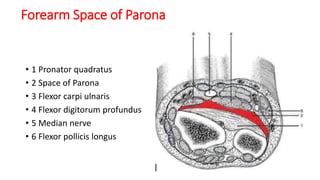 Spaces of Hand and Forearm | PPTX