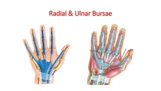 Spaces of Hand and Forearm | PPTX