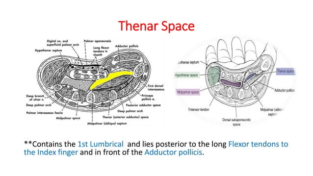 Spaces of Hand and Forearm | PPTX