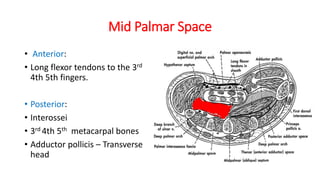 Spaces of Hand and Forearm | PPTX