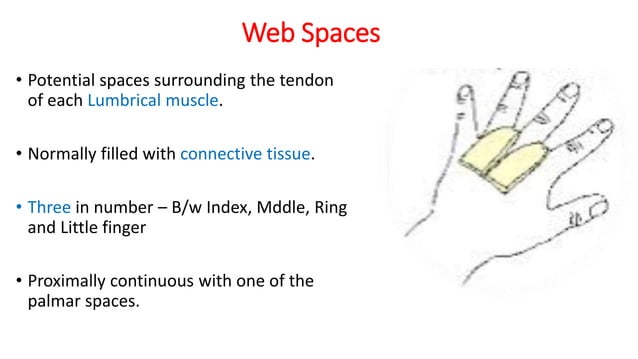 Spaces of Hand and Forearm | PPTX