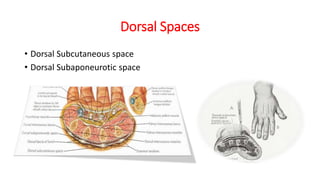 Spaces of Hand and Forearm | PPTX