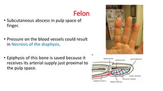 Spaces of Hand and Forearm | PPTX