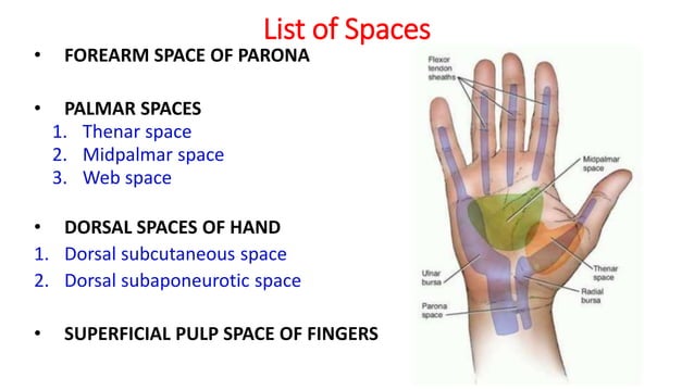 Spaces of Hand and Forearm