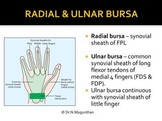 Spaces of hand-Dr.N.Mugunthan | PDF