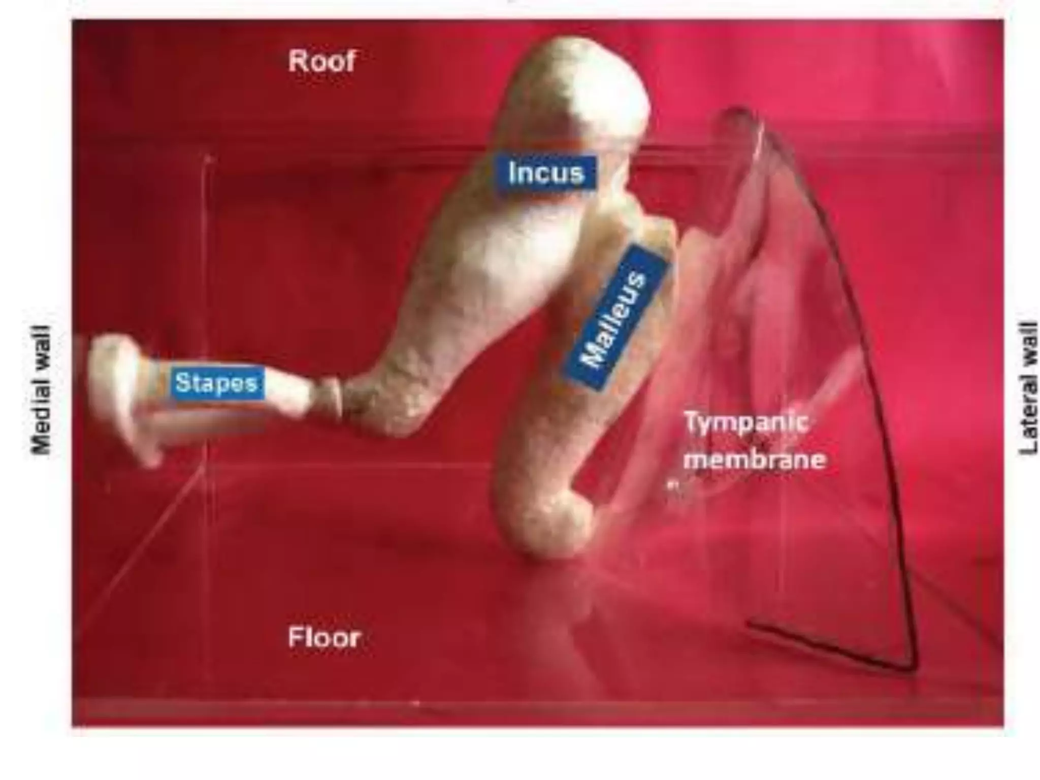 Spaces of middle ear and their surgical importance | PPTX