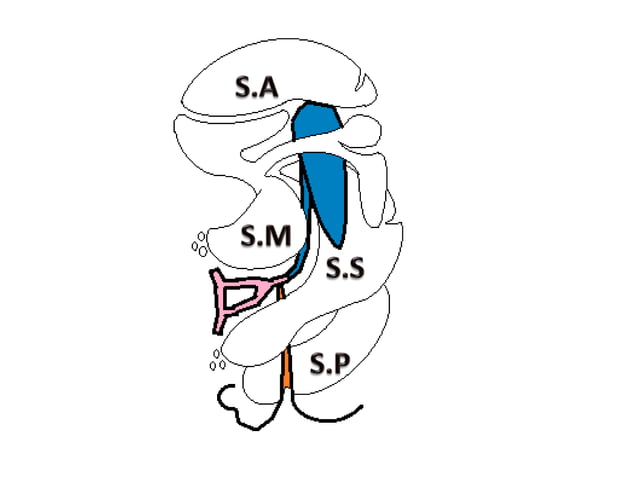 Spaces of middle ear and their surgical importance | PPTX