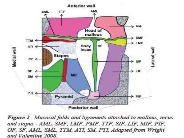 Spaces of middle ear and their surgical importance