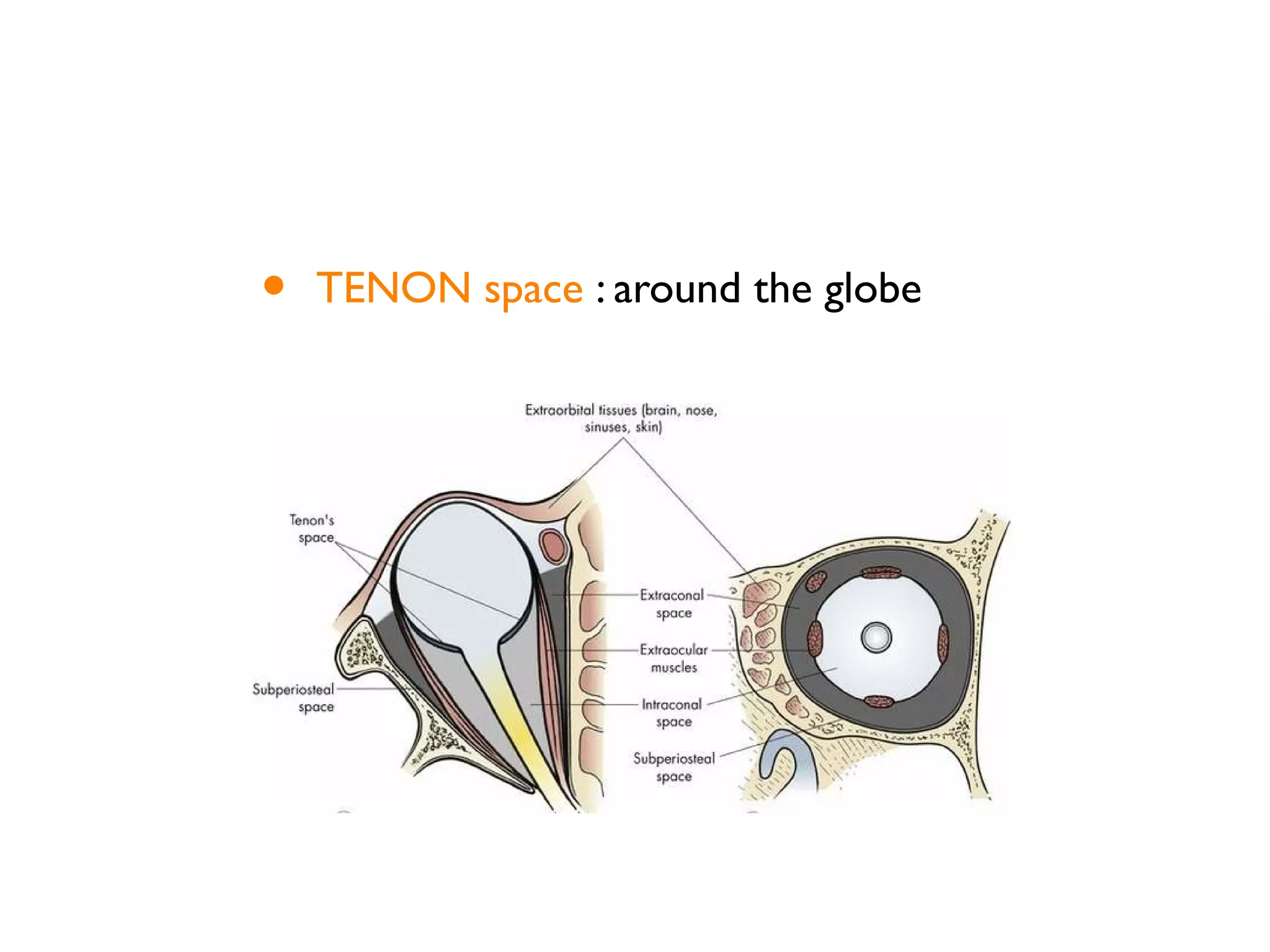 Spaces of orbit, proptosis, orbital cellulitis,dr.reema thomas,21.07.2016