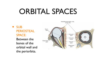 Spaces of orbit, proptosis, orbital cellulitis,dr.reema thomas,21.07.2016