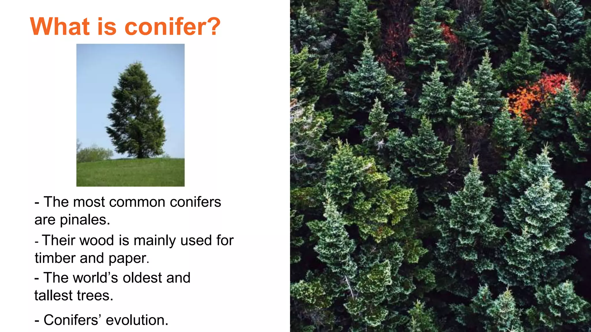 Spain - Boreal deforestation - Finland 2019 | PPT