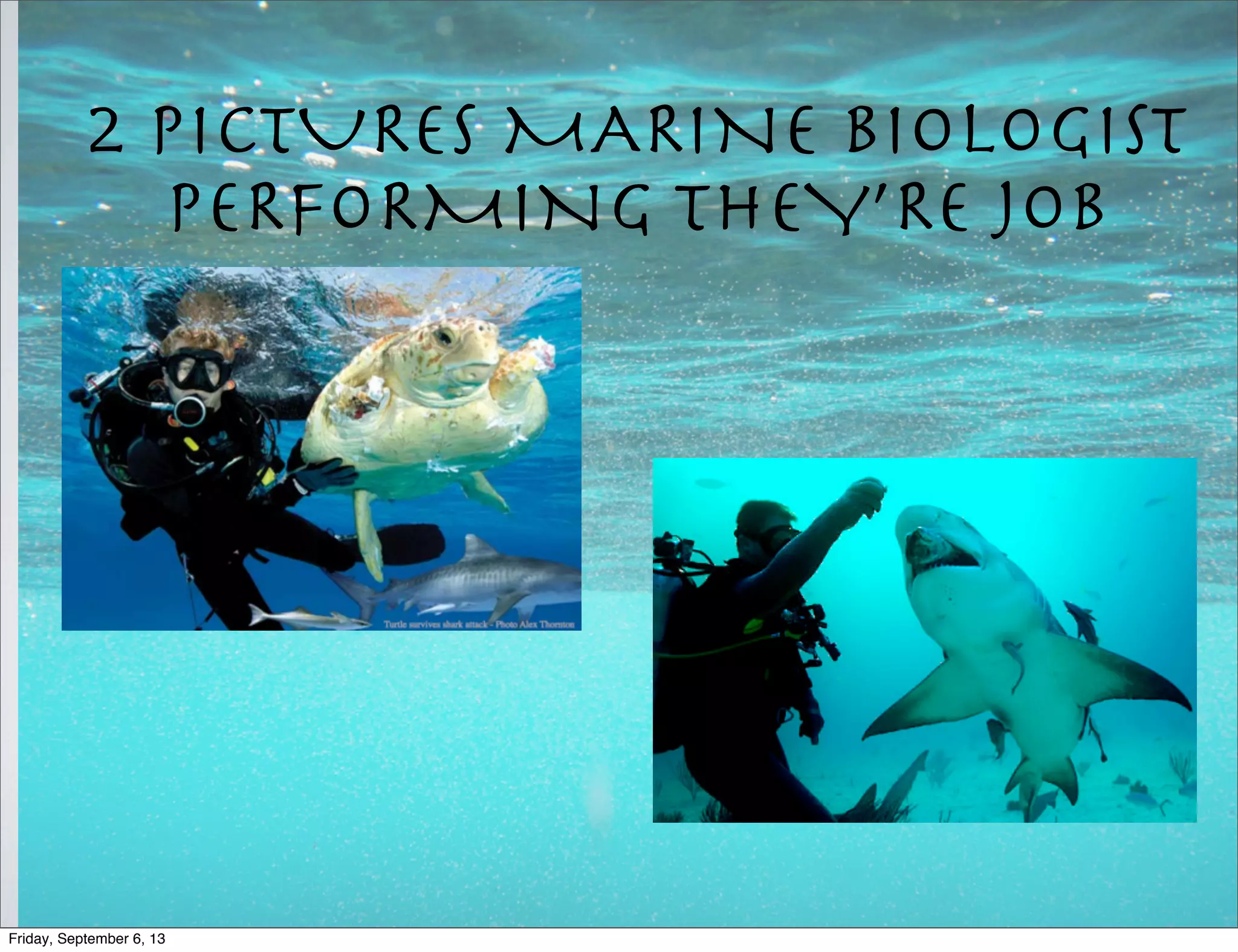 Spanish 1 marine biologist | PDF