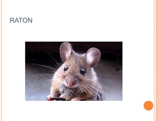 Spanish alphabets | PPT