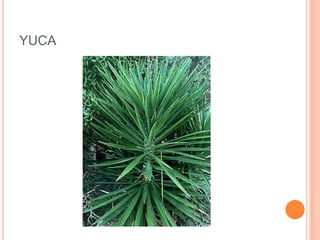 Spanish alphabets | PPT