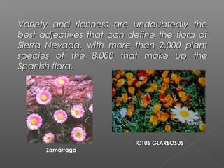 Spanish flora and_fauna | PPT | Geography | Science