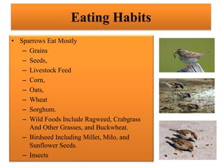 Sparrow | PPTX