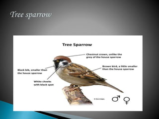 Sparrow | PPT