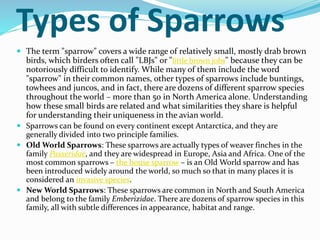 Sparrow | PPTX