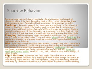 Sparrow | PPT