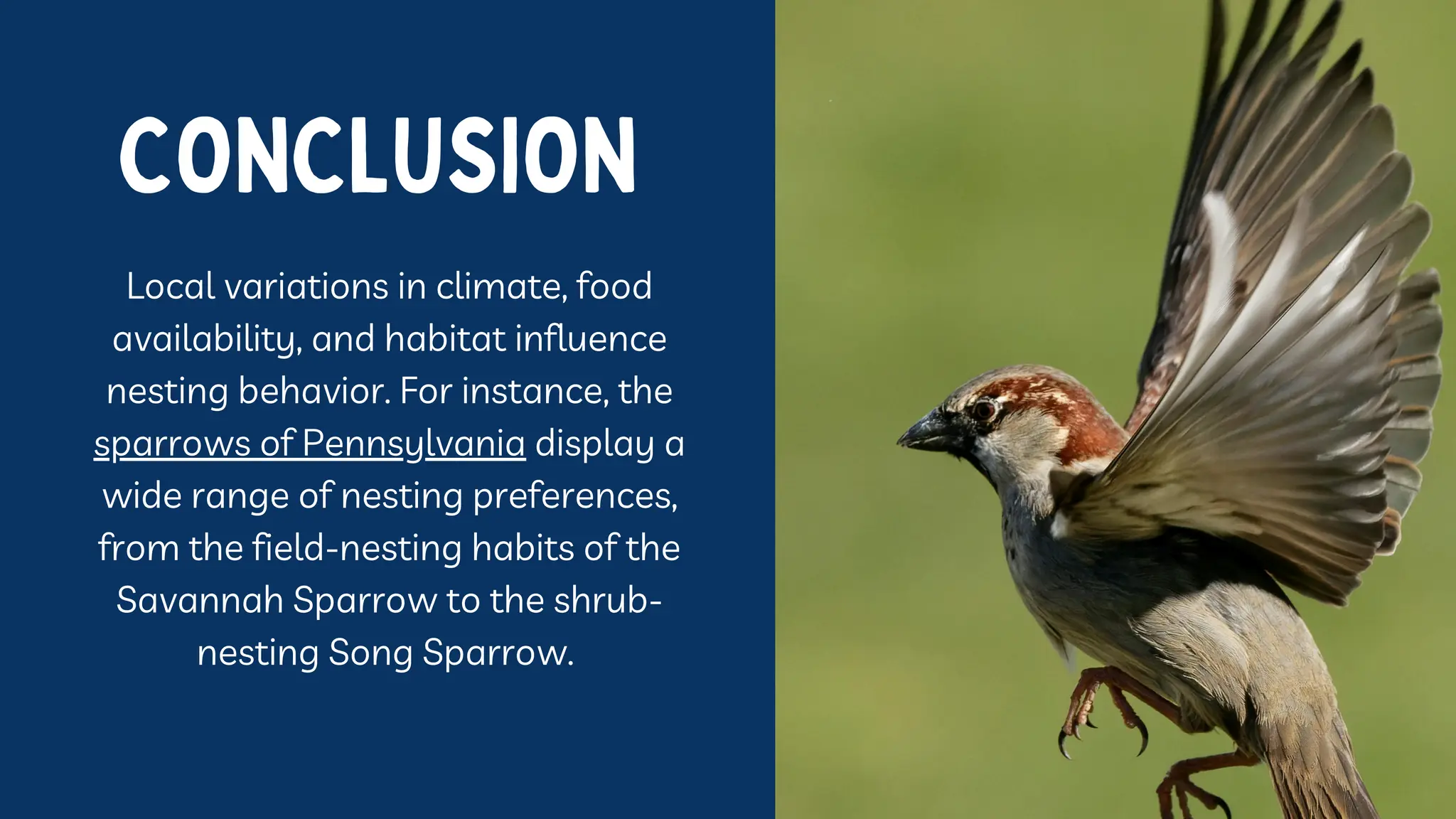 Sparrow Nesting Habits: What You Should Know | PDF