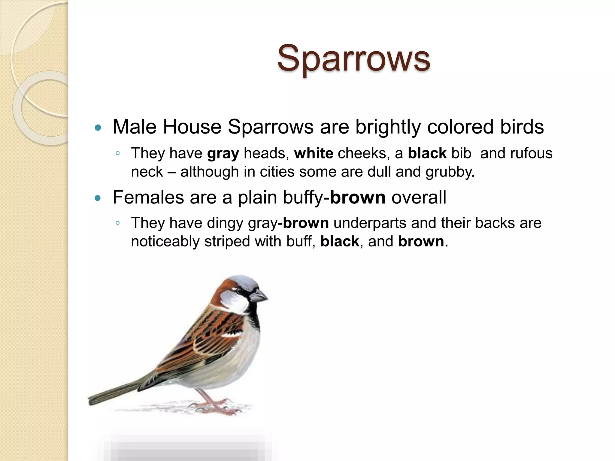 Sparrows | PPTX