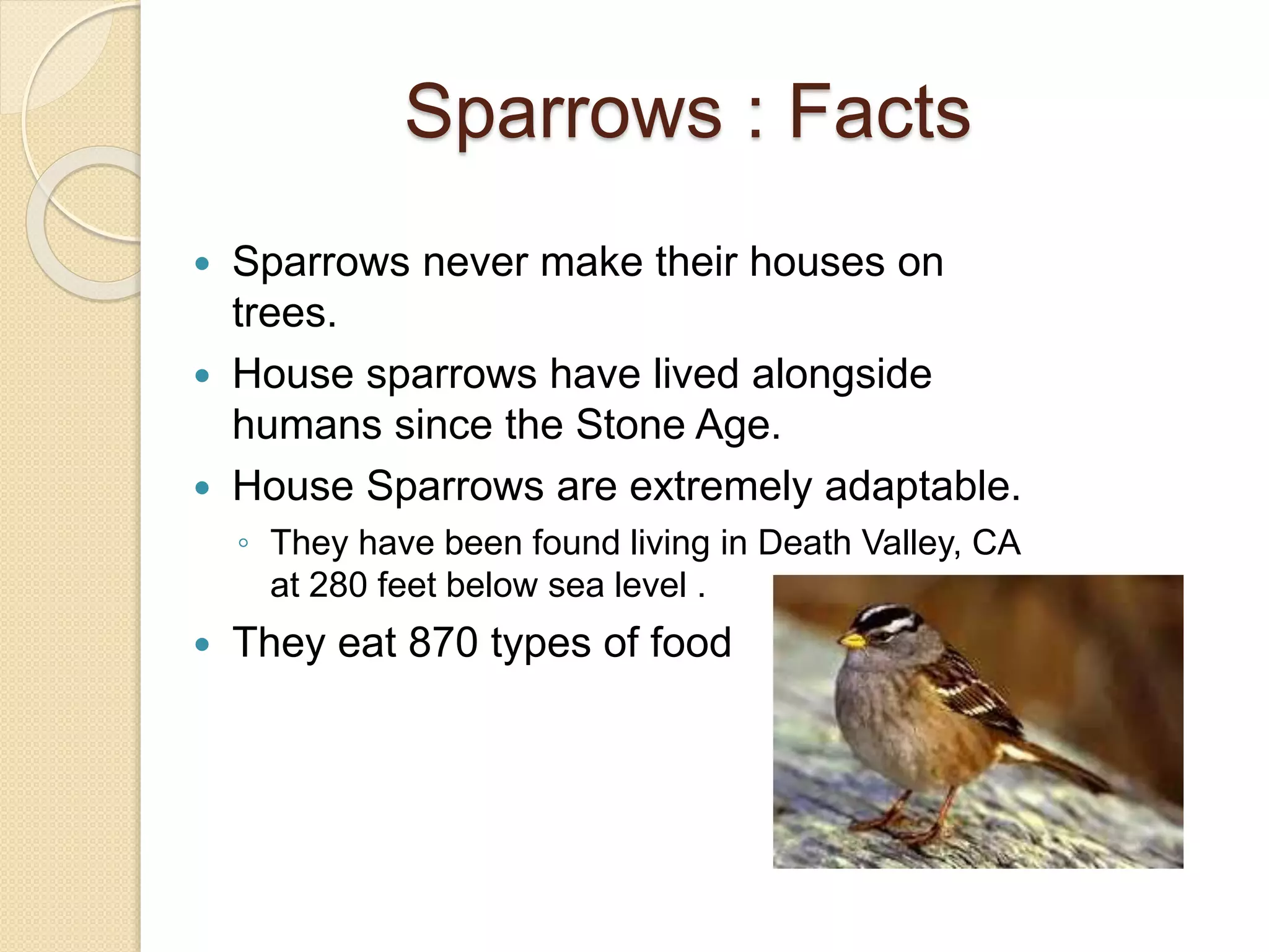 Sparrows | PPTX