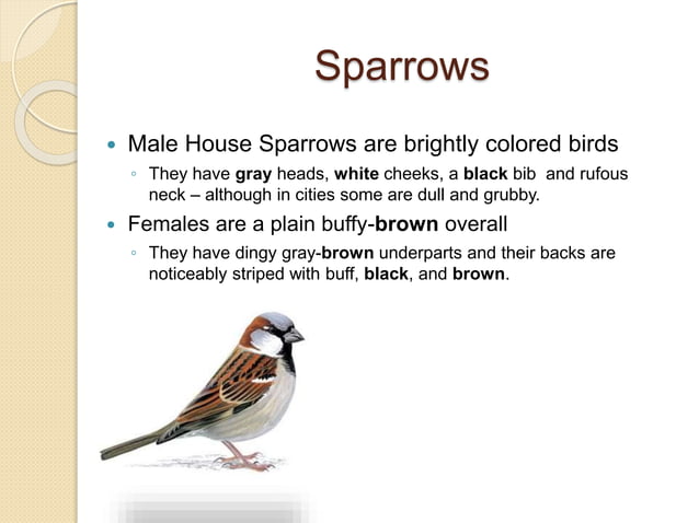 Sparrows | PPTX | Birdwatching | Hobbies & Interests