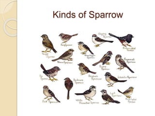 Sparrows | PPTX