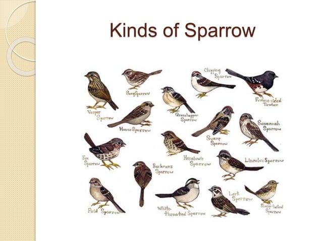 Sparrows | PPTX | Birdwatching | Hobbies & Interests