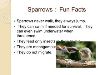 Sparrows | PPTX