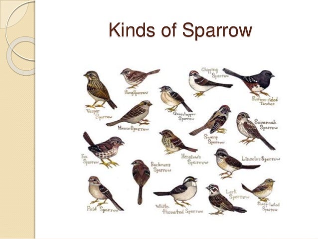 Sparrows
