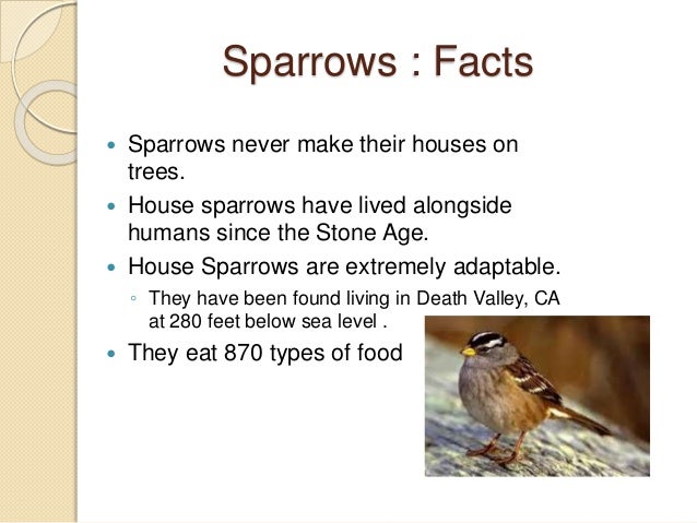 Sparrows