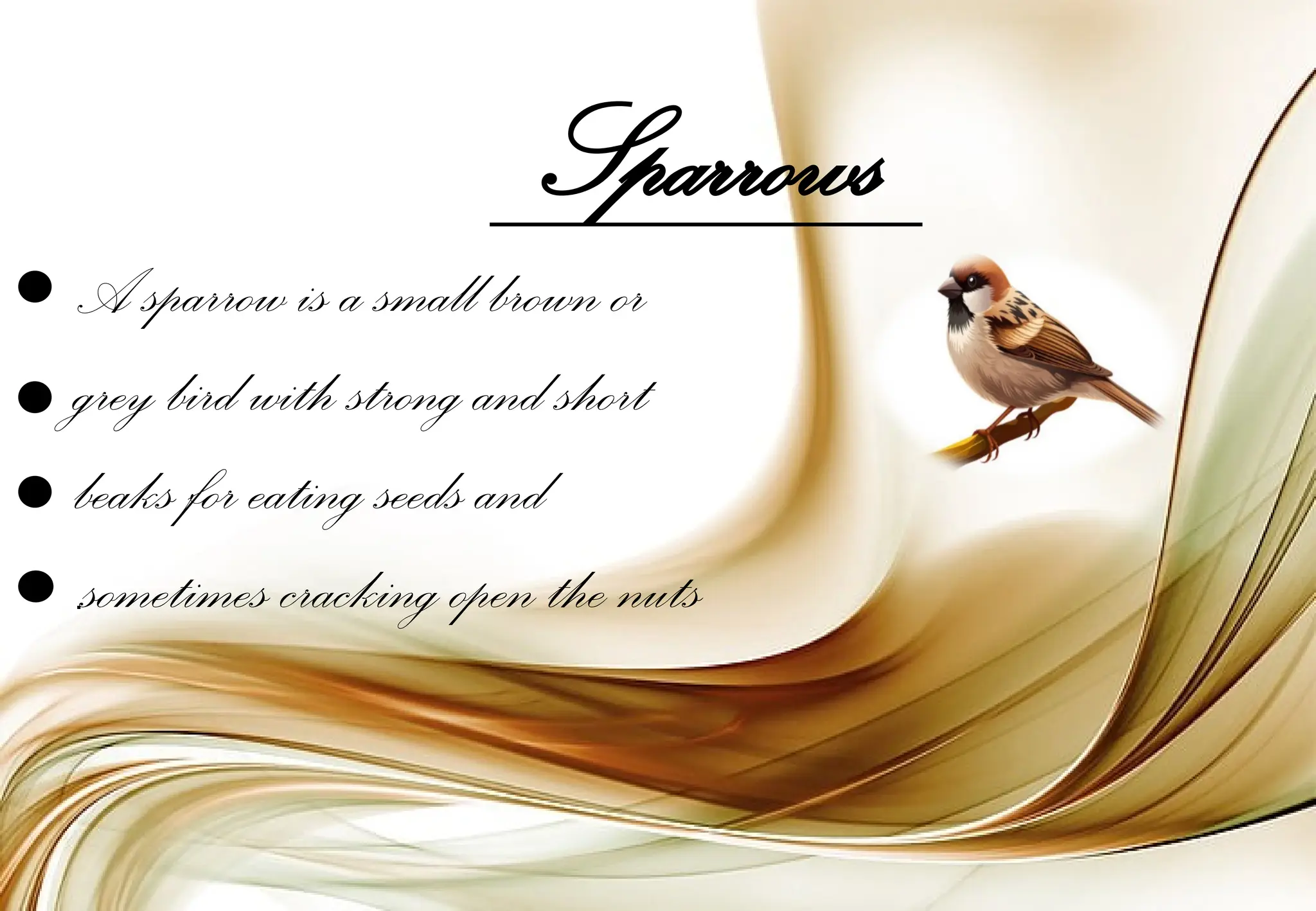 sparrows history and their types full detail | PPTX