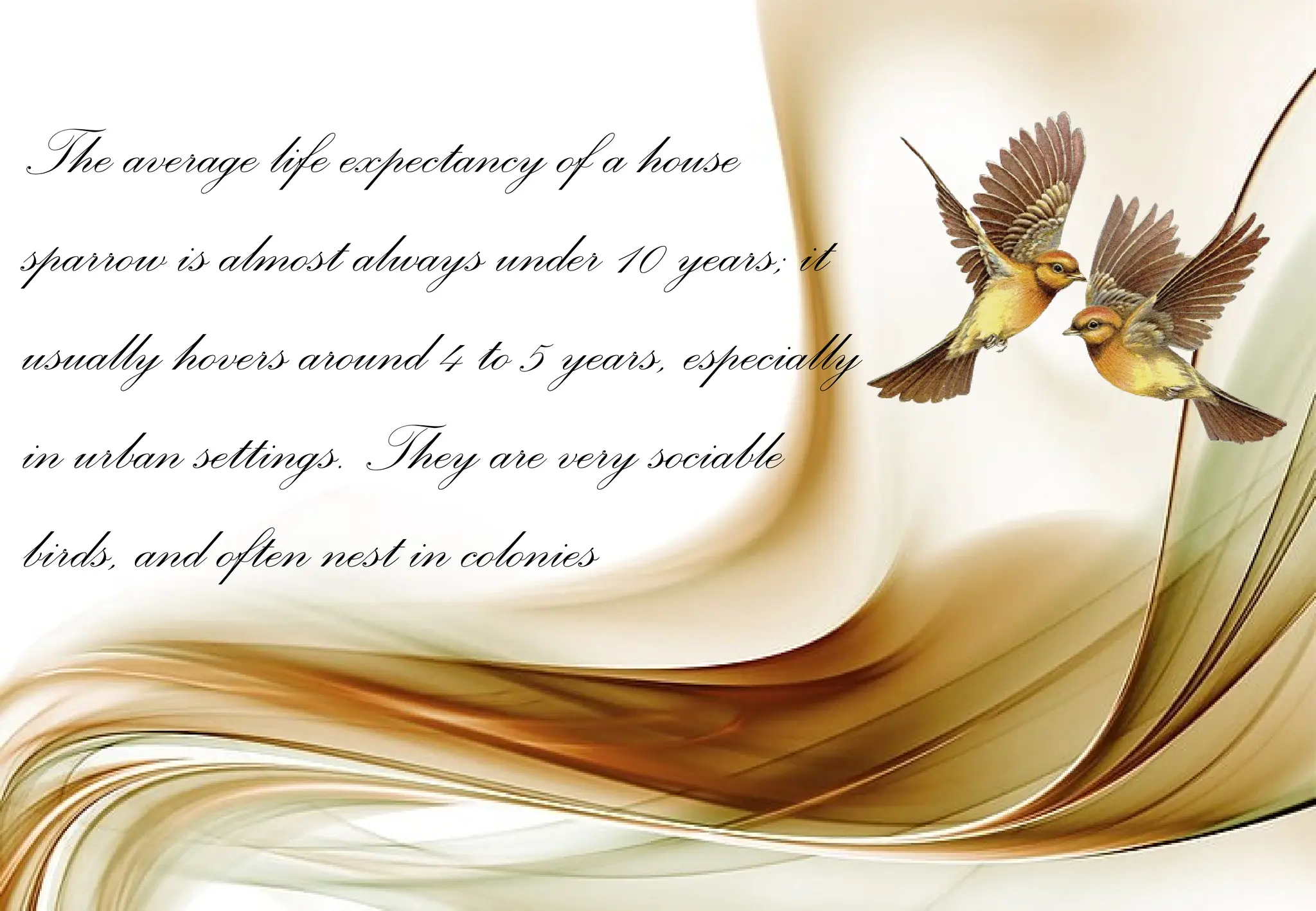 sparrows history and their types full detail | PPTX