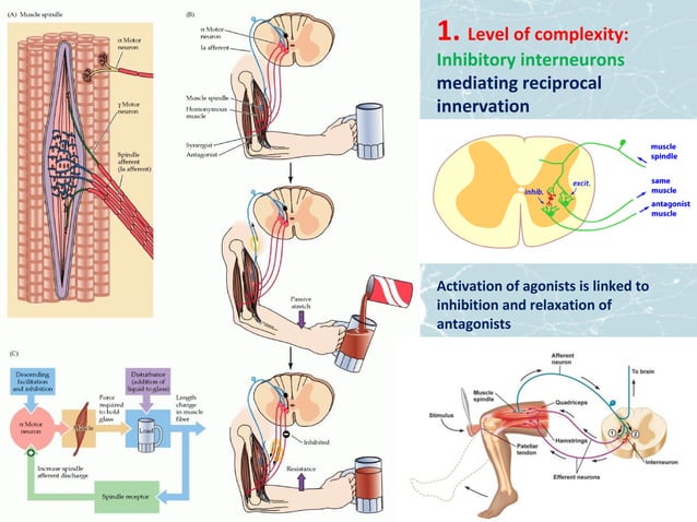 Spasticity in Rehabilitation | PPT