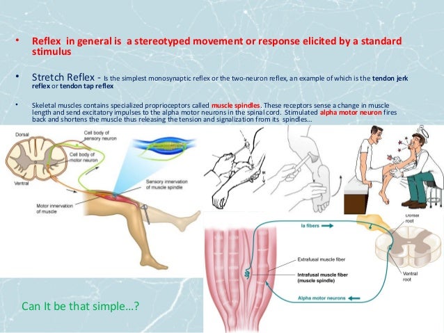 Spasticity in Rehabilitation