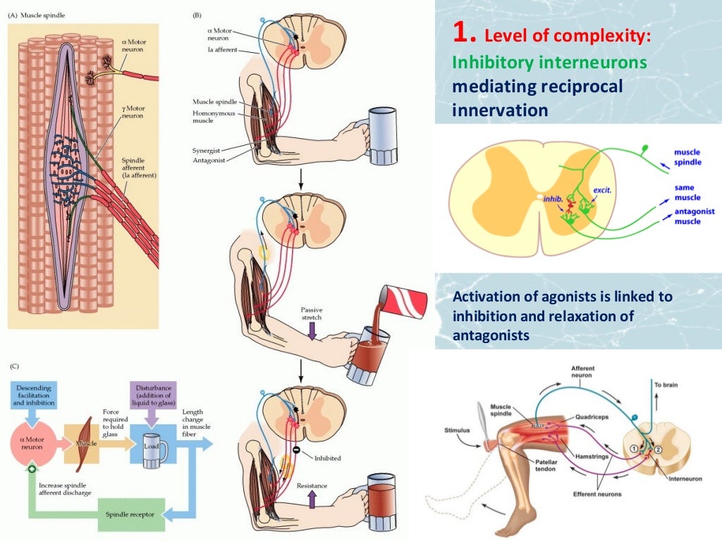 Spasticity in Rehabilitation