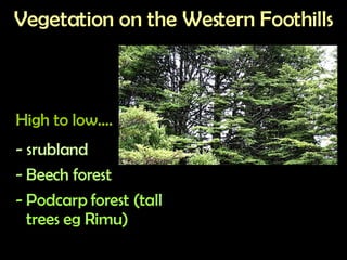 Identiying Vegetation | PPT