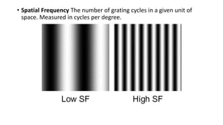 Spatial vision | PPTX