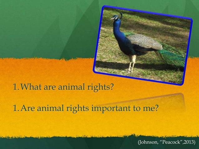 Spc2023 animal rights informative speech presentation | PPT