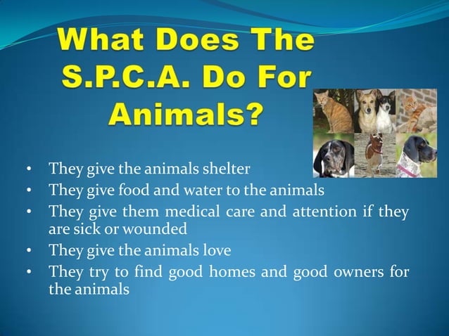 SPCA project 2CO | PPTX